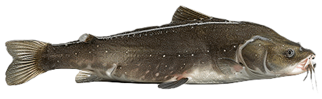 Majestic Wiki | GTA5 RP Encyclopedia