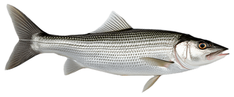 Majestic Wiki | GTA5 RP Encyclopedia